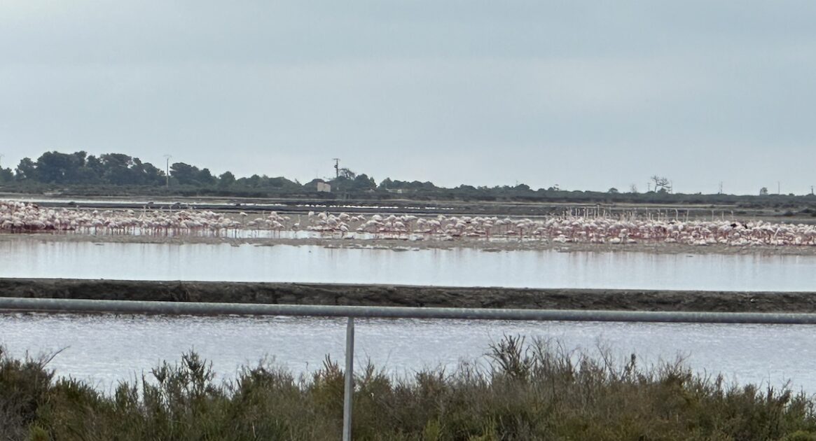 Working Hard in the Salt Marshes of the Camargue - Frenchly