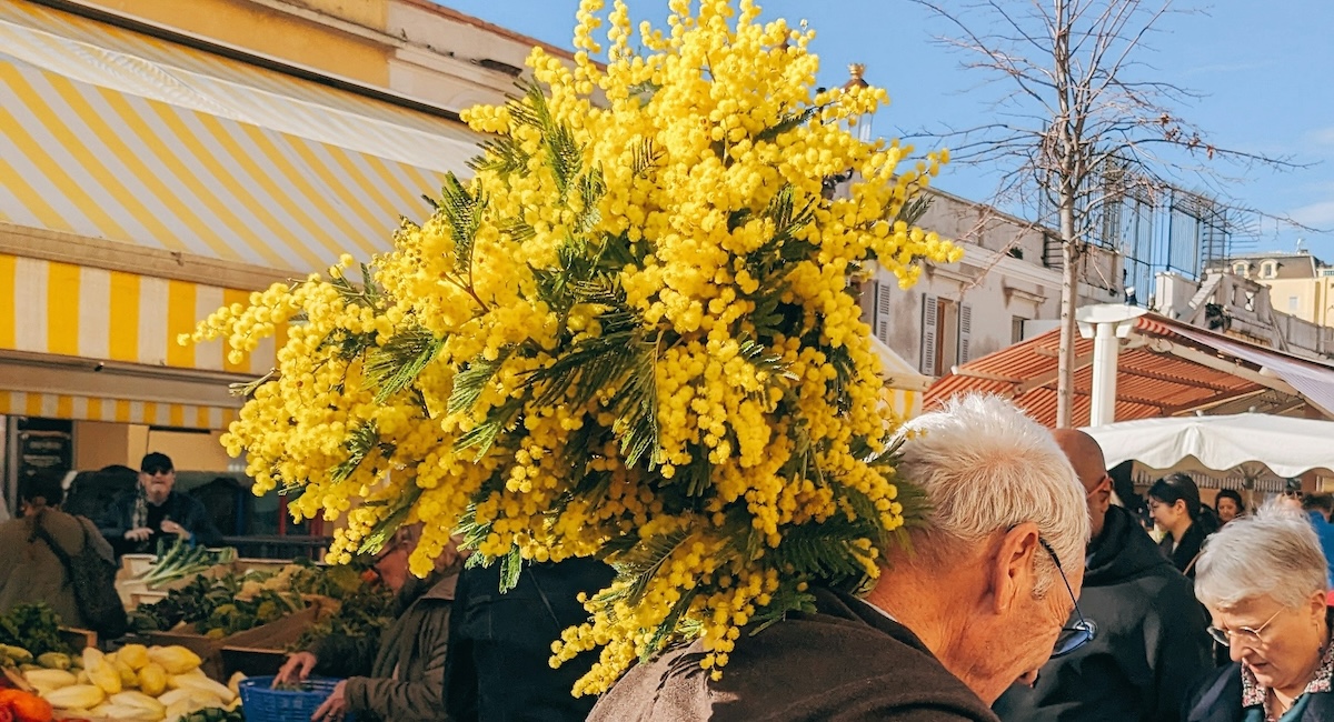 How the Mimosa Blossom Became France's Symbol of Springtime - Frenchly