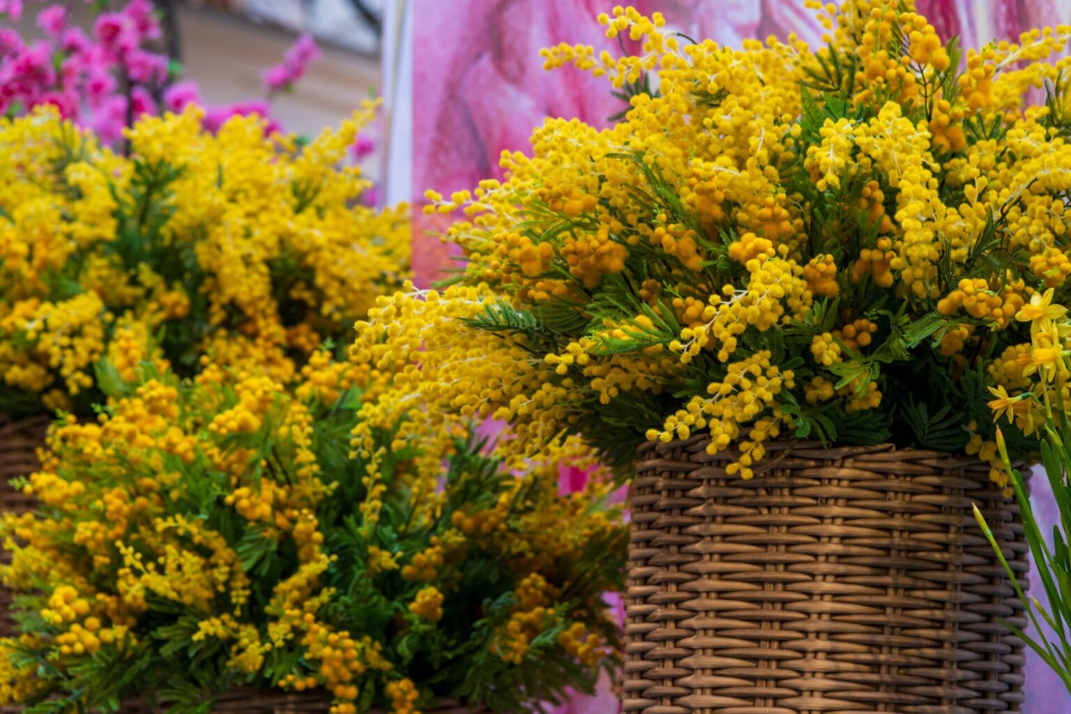 How the Mimosa Blossom Became France's Symbol of Springtime - Frenchly