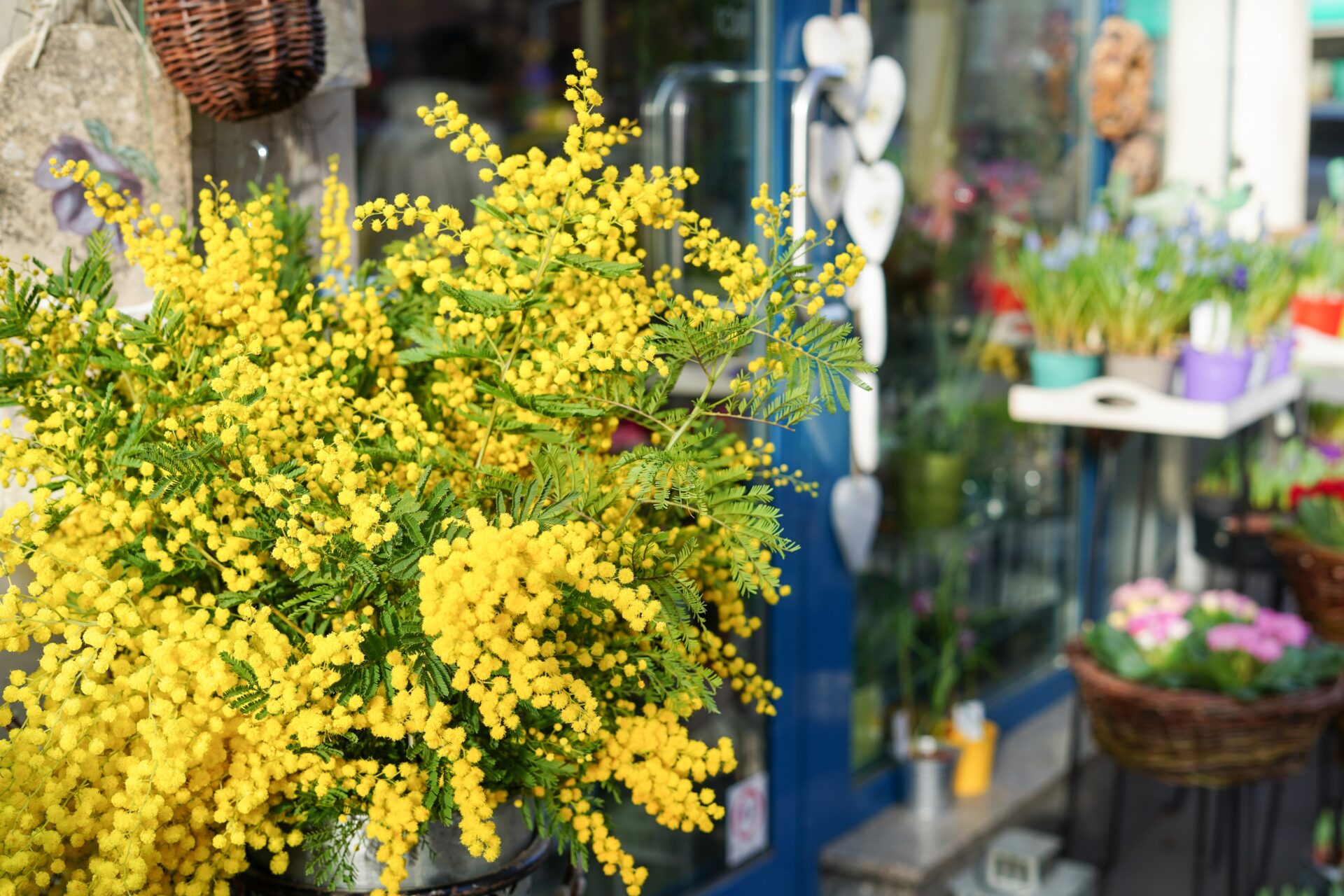 How the Mimosa Blossom Became France's Symbol of Springtime - Frenchly