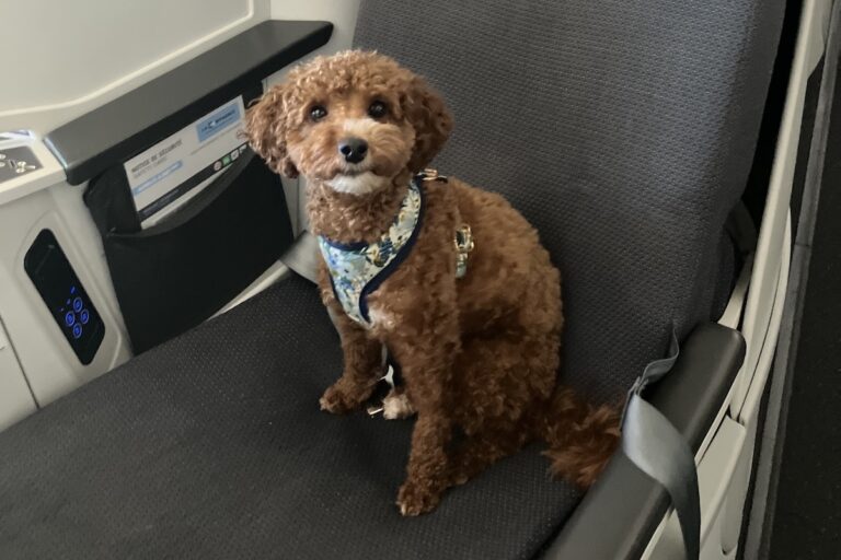 Everything You Need to Know About Bringing a Dog to France - Frenchly